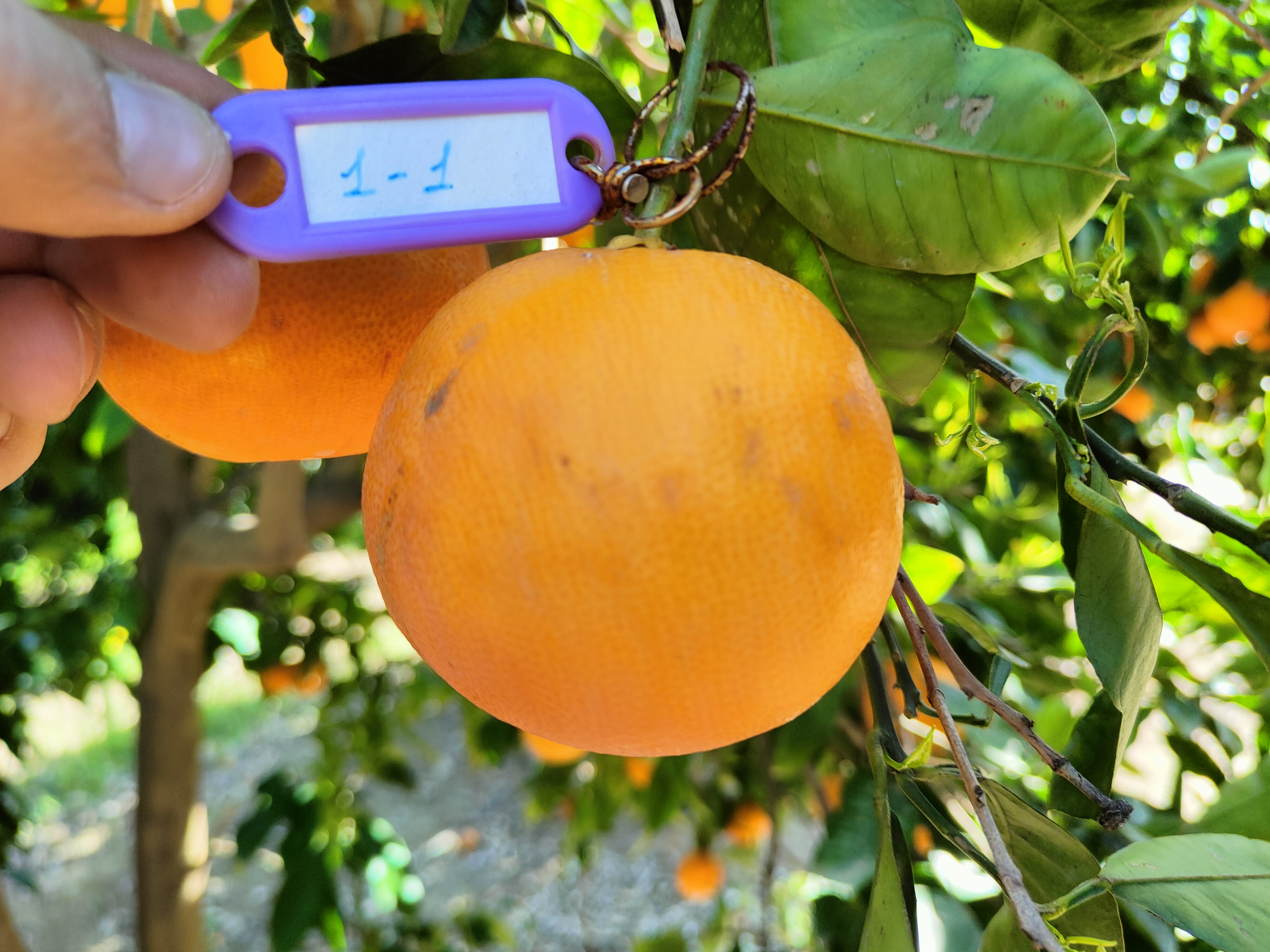 orange classify Classification Dataset by Mauro Roscini