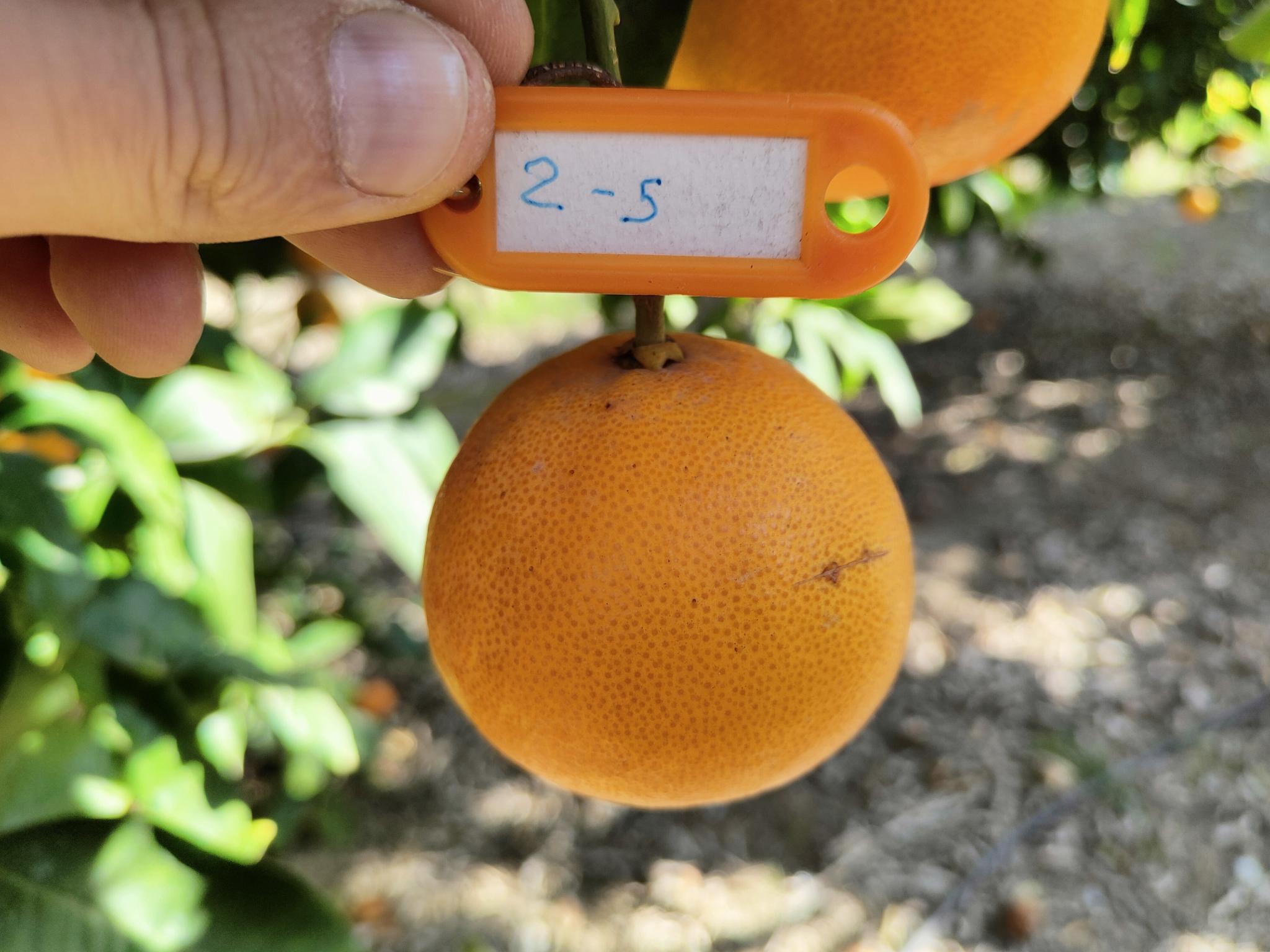 orange maturity Object Detection Dataset by Mauro Roscini