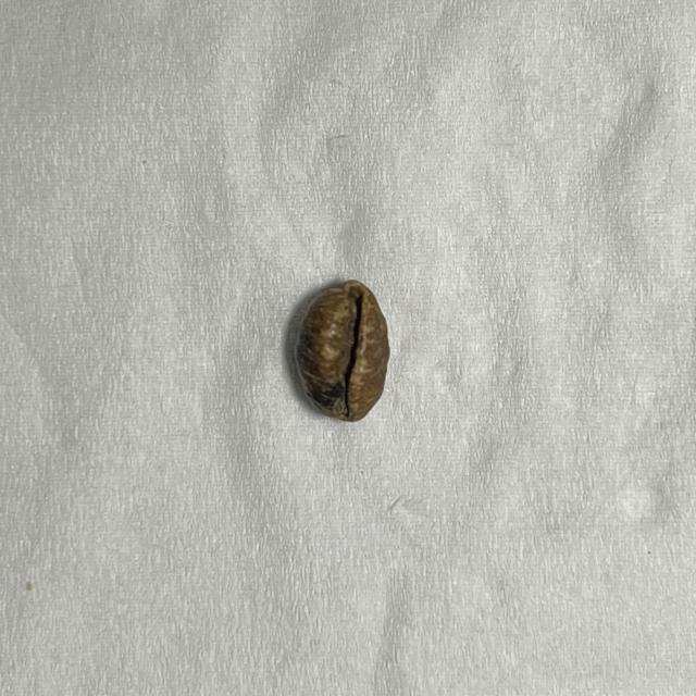 coffee-bean-defect Object Detection Model by niacubilla