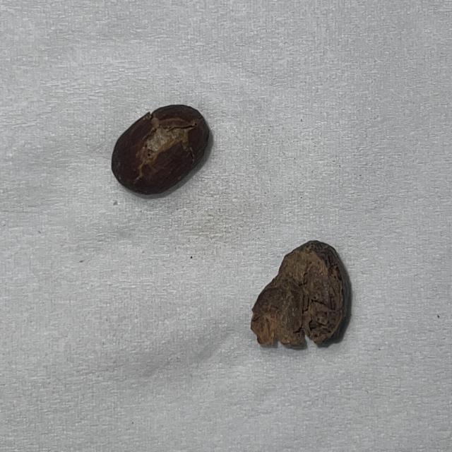 coffee-defect-sample Object Detection Dataset by niacubilla