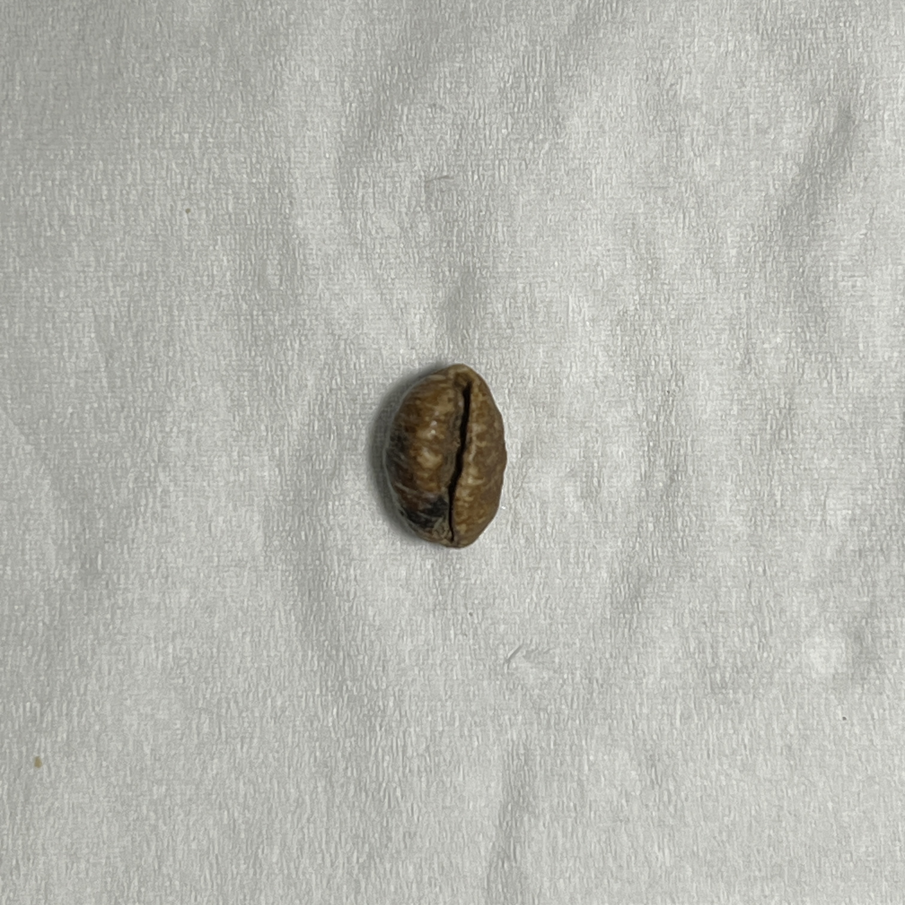 coffee-bean-defects Object Detection Dataset by niacubilla