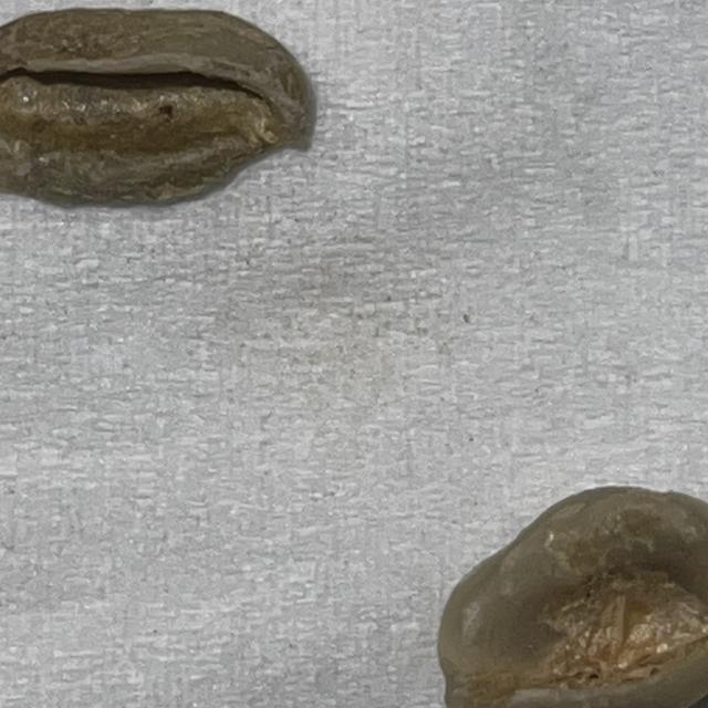 coffee-bean-defect-compilation Object Detection Dataset by niacubilla