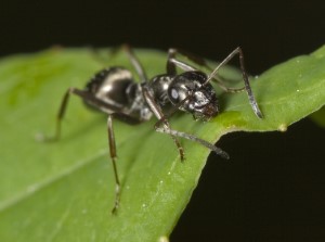 Pest detection Object Detection Dataset and Pre-Trained Model by Gurrus workspace