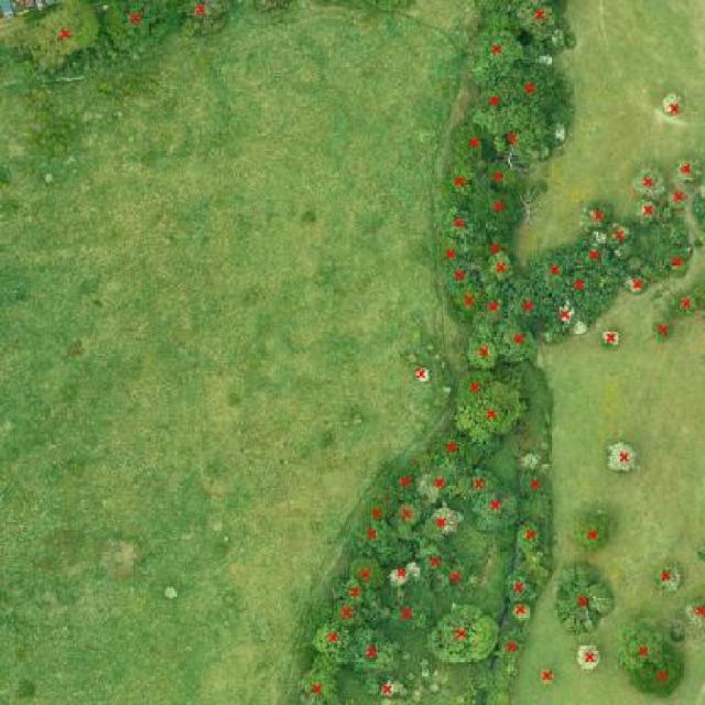 Tree Count Object Detection Model by CSI