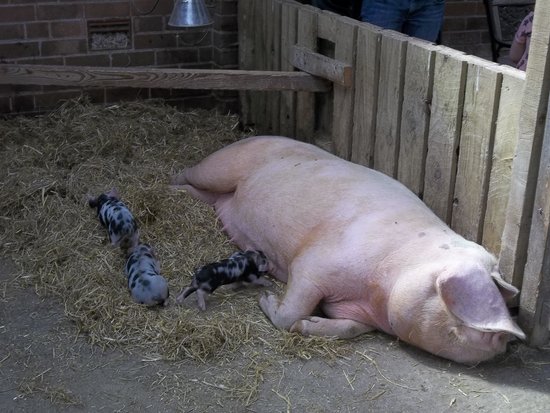 pig-piglet-detection Object Detection Dataset by Technical University ...