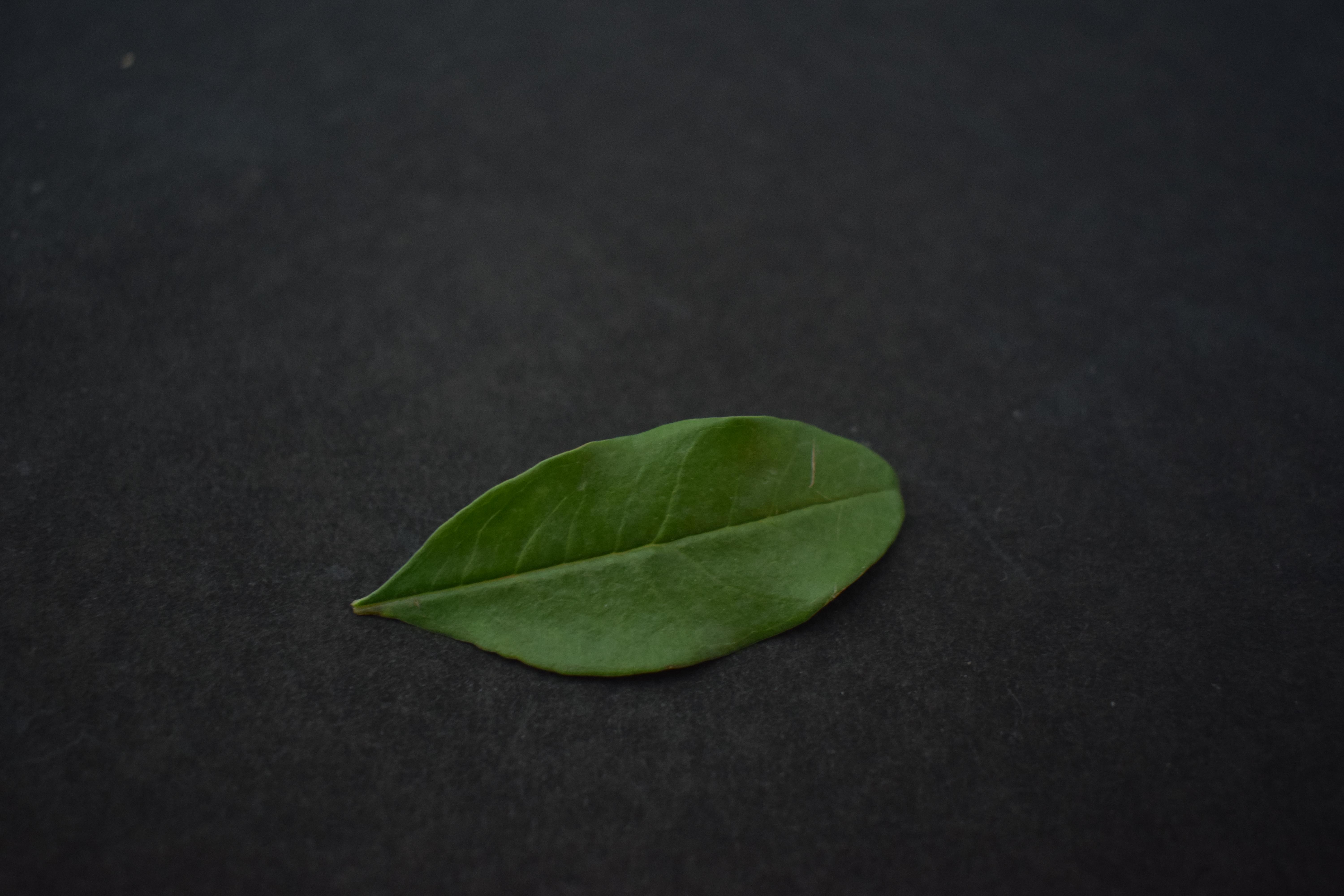 Plant Leaf Detection Object Detection Dataset By Leafdetection