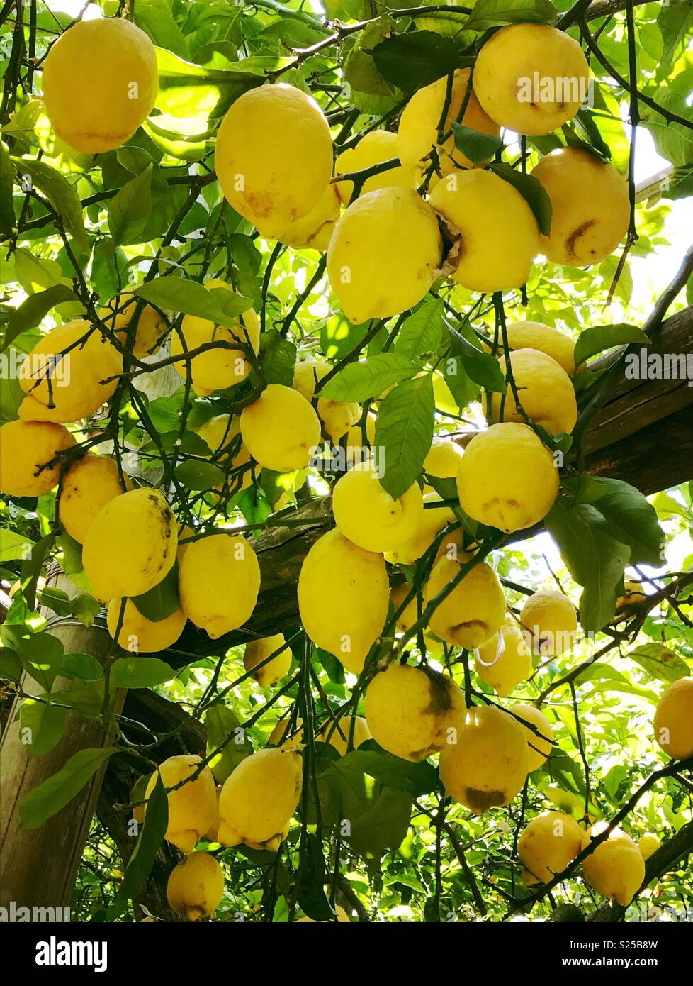 lemon Object Detection Dataset by eyup seker