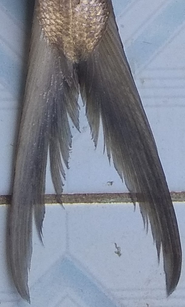 Ikan Object Detection Dataset by new-workspace-oyci9