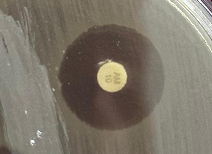 character Instance Segmentation Dataset by Musa karayigit