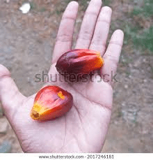 Loose Fruit Palm Oil Object Detection Dataset by Loose Fruit Training