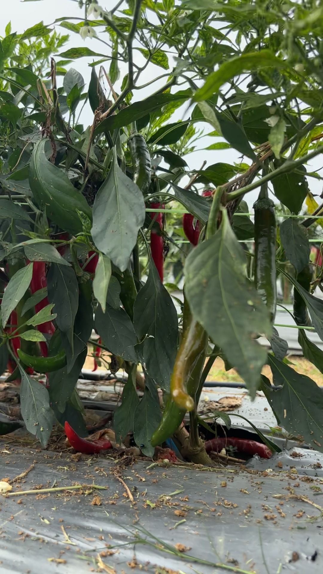 Chilli project Object Detection Model by LI mardi ER