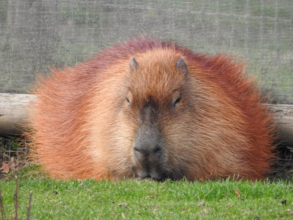 Humans and Animals Detection Object Detection Dataset and Pre-Trained Model by Artificial ...