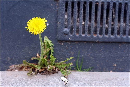 Top Papatya Datasets and Models | Roboflow Universe