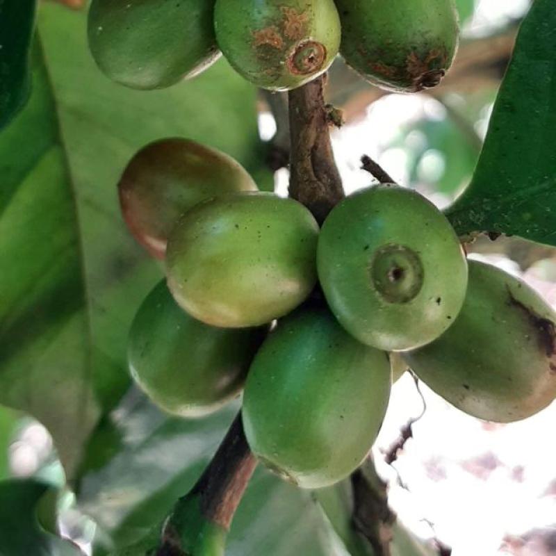 augment_coffee_dataset Object Detection Dataset by smallobjdetect