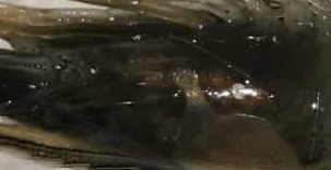 shrimp-disease-detect_2 Object Detection Dataset by NCKHHACKATHON