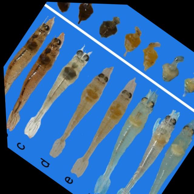 NCKH-Hackathon Classification Model by NCKHHACKATHON