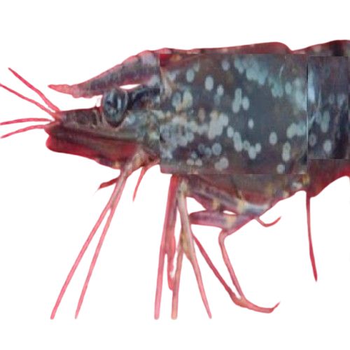 Shrimp Disease Detect Object Detection Dataset And Pre Trained Model By