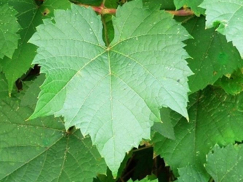 ai task (ai-task-q38ma) - Roboflow Universe