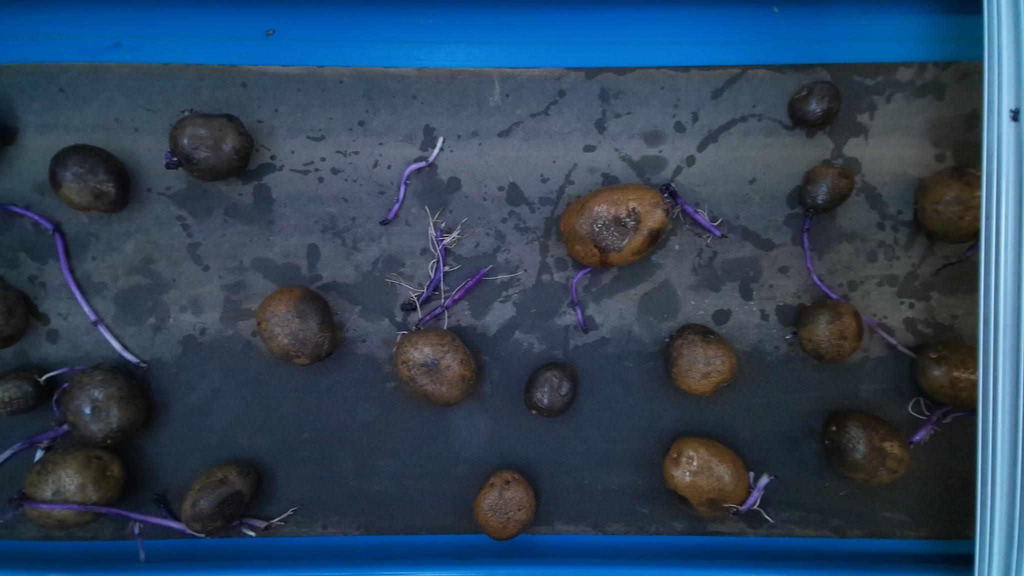 potato detection Object Detection Model by Wakholi Collins