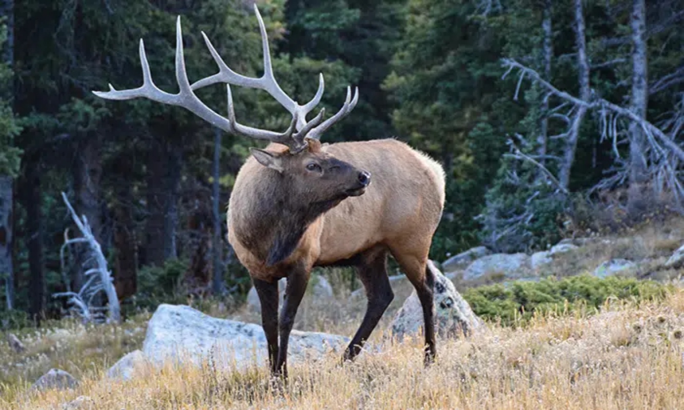 elk_valid Object Detection Dataset by Saikrishna