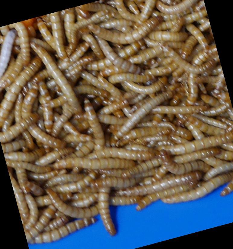 mealworms-combined Instance Segmentation Dataset by Mealworms
