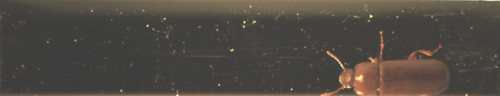 beetle-top-down Instance Segmentation Dataset by Mealworms