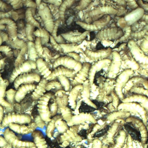 synthetic-image Instance Segmentation Dataset by Mealworms