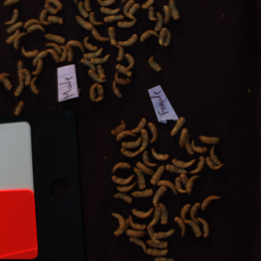 pupae-central Computer Vision Dataset by Mealworms