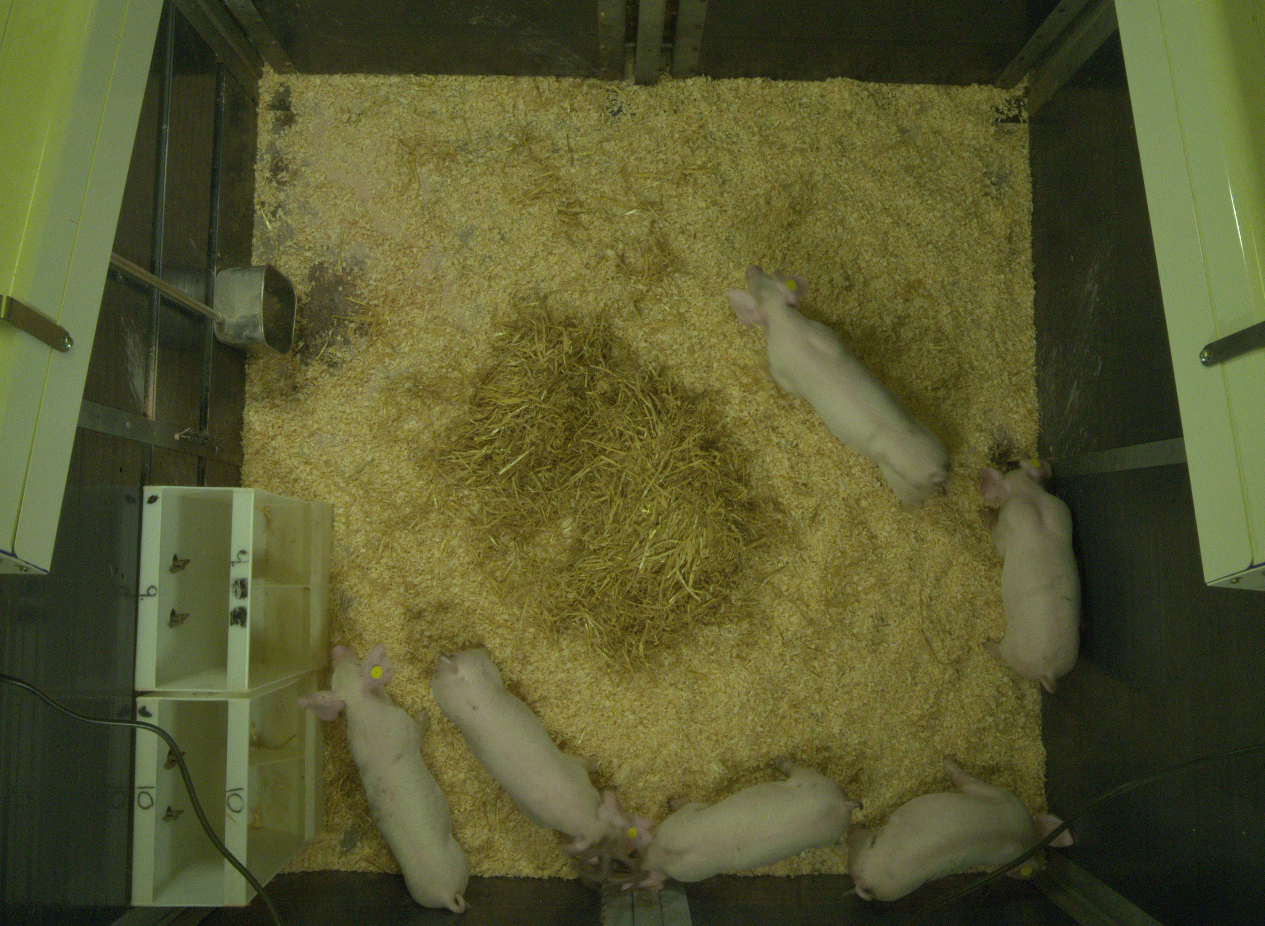 pig-test Instance Segmentation Dataset by Mealworms