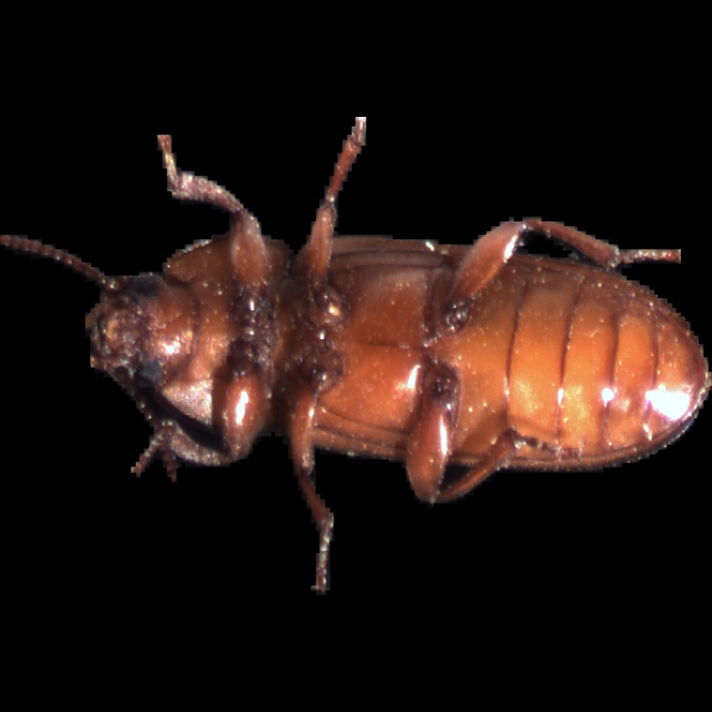 beetles-abdomen Instance Segmentation Dataset by Mealworms