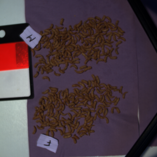 pupae-hsi-08-02-2024 Computer Vision Dataset by Mealworms