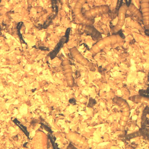 mealworm-part1 Instance Segmentation Dataset by Mealworms