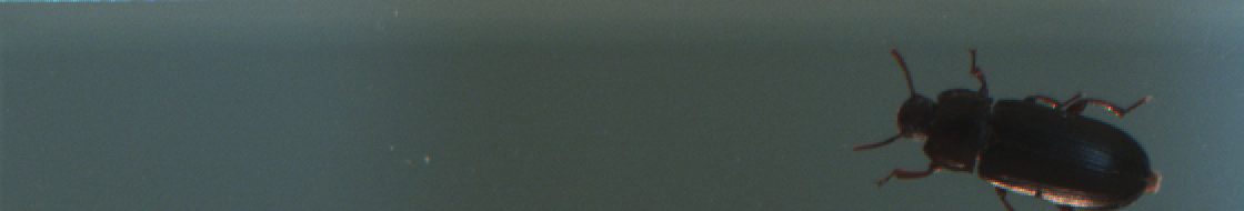 beetle-detection Instance Segmentation Dataset and Pre-Trained Model by Mealworms