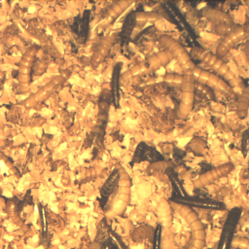 Mealworms Dead Detection Instance Segmentation Dataset By Mealworms
