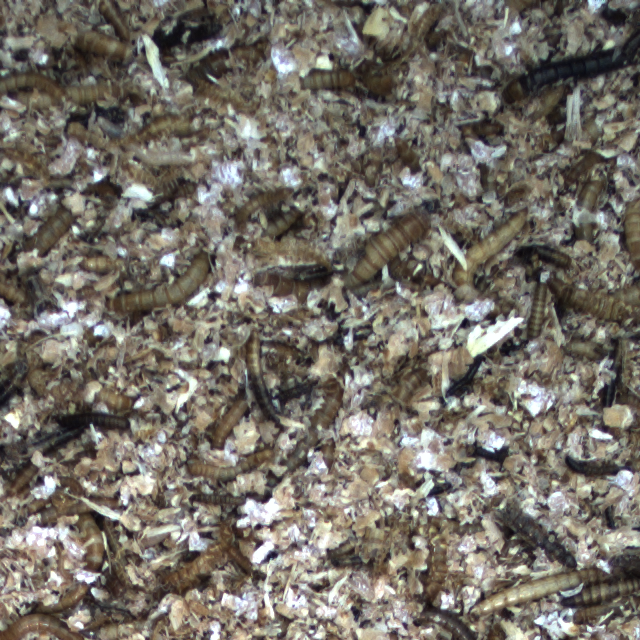 Mealworms Dead Detection Instance Segmentation Dataset V1 2023 08 25