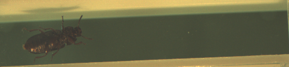 beetles-bottom-up Instance Segmentation Dataset by Mealworms