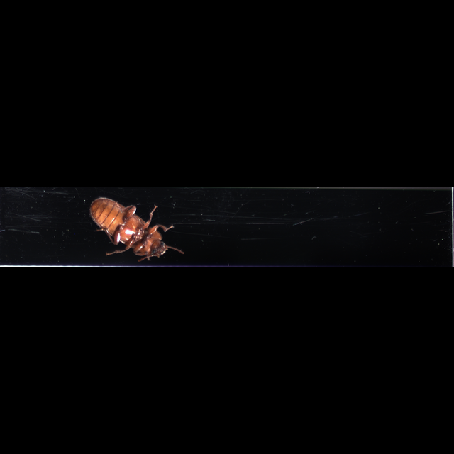 beettle-bottom-up-second-gt Instance Segmentation Dataset by Mealworms