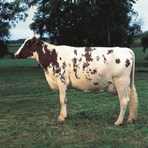 cattle Classification Model by project