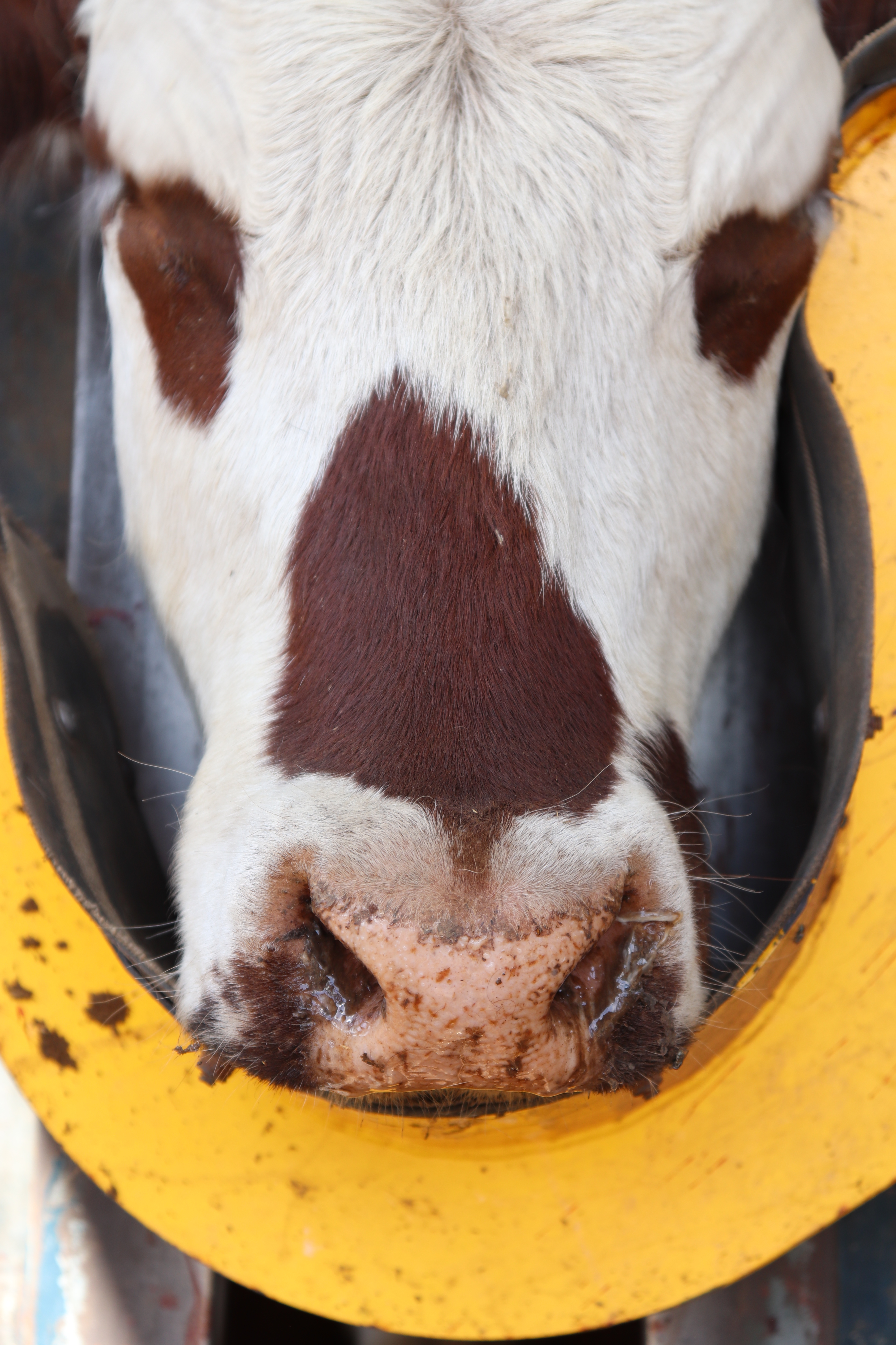 Cattle Identification Object Detection Dataset by sakshi