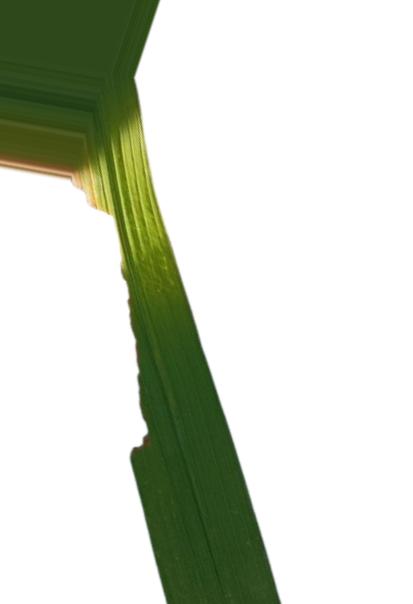 Rice Crop Damage Instance Segmentation Dataset by root