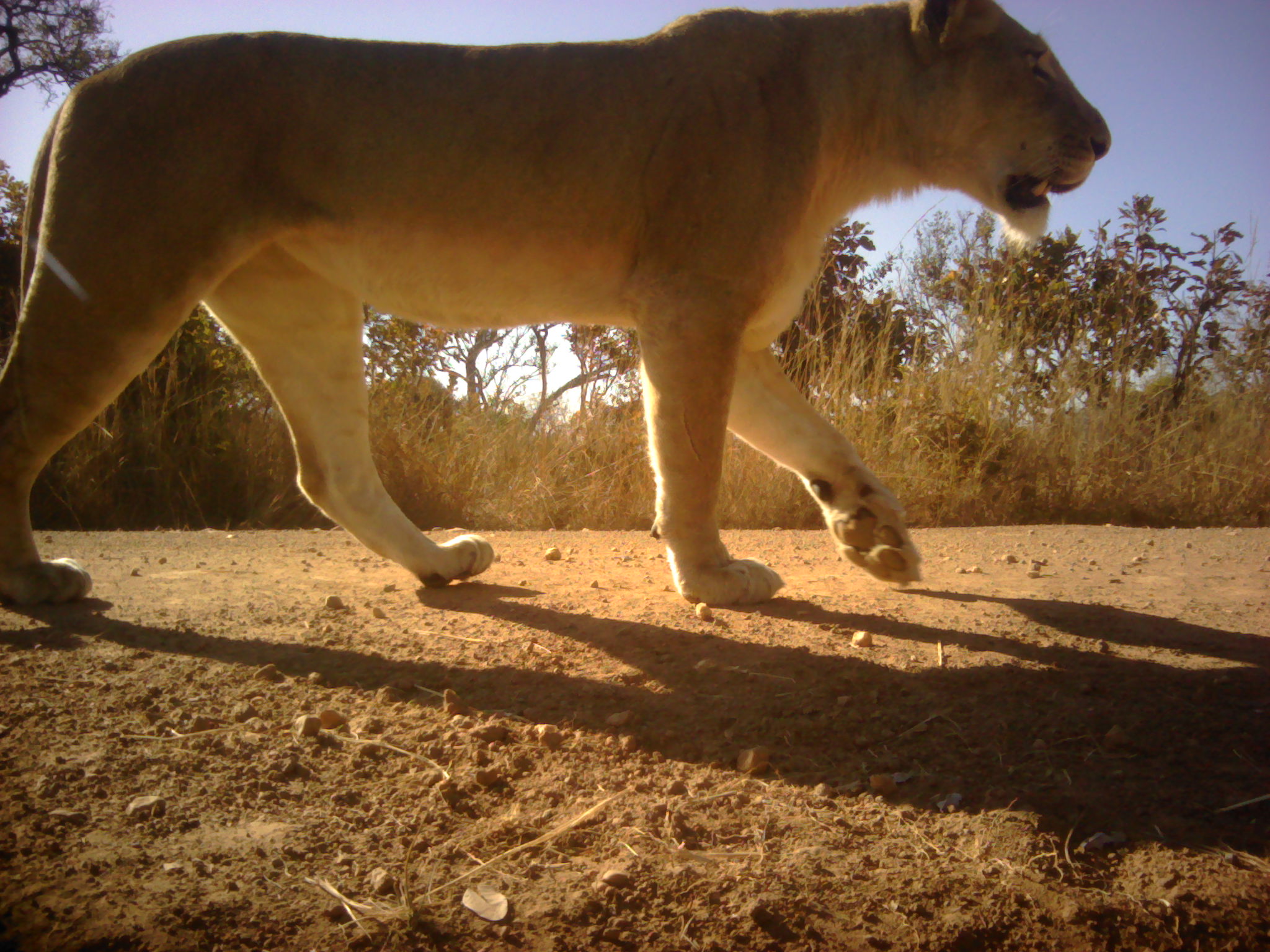 lion Object Detection Model (v1, 2022-07-28 4:26pm) by ...