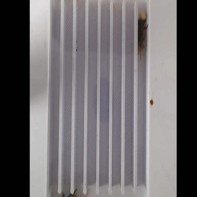 manoel Object Detection Model by projeto