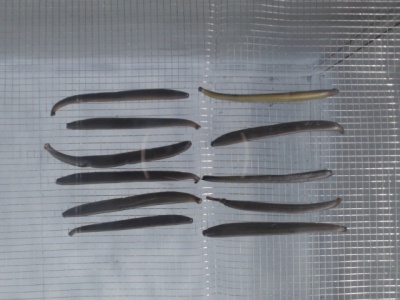 vanilla Object Detection Dataset by Object Detection