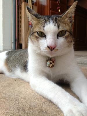 Animals Object Detection Dataset and Pre-Trained Model by Burapha