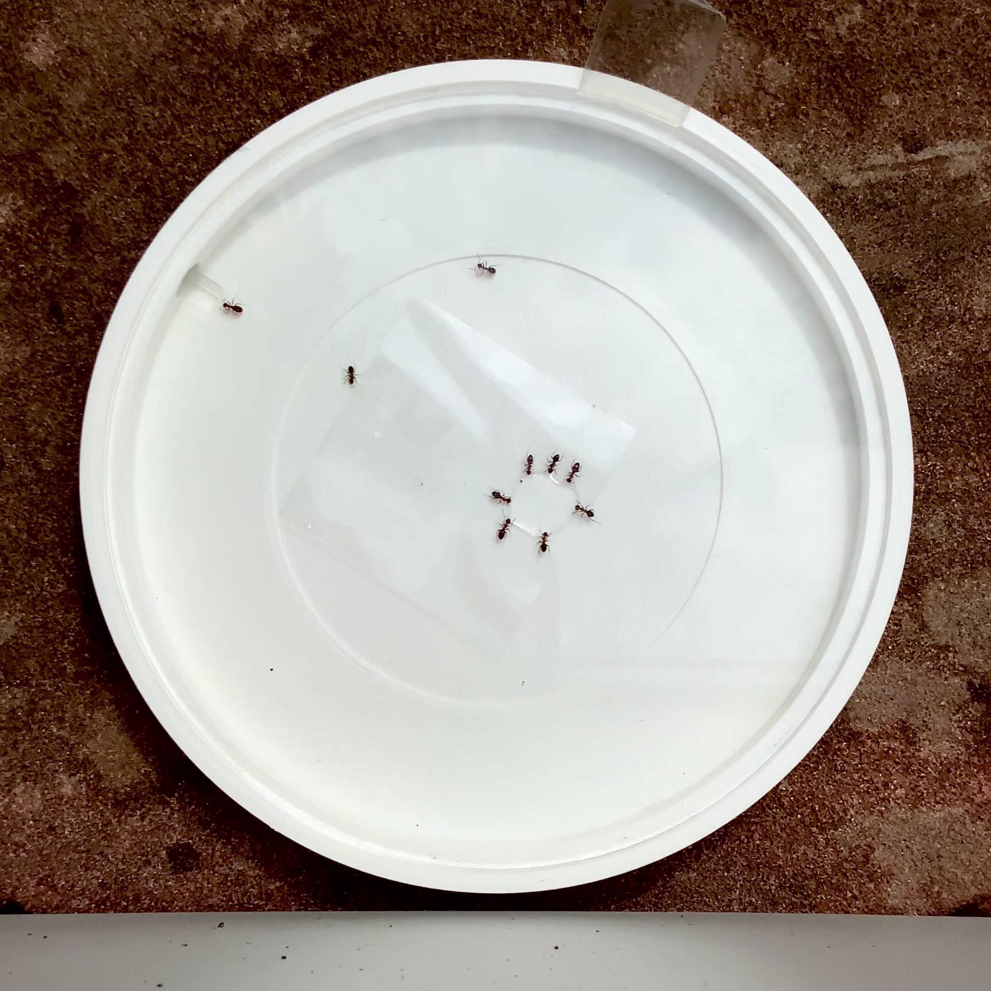 Ant Detection Object Detection Dataset By Hugo Leblond