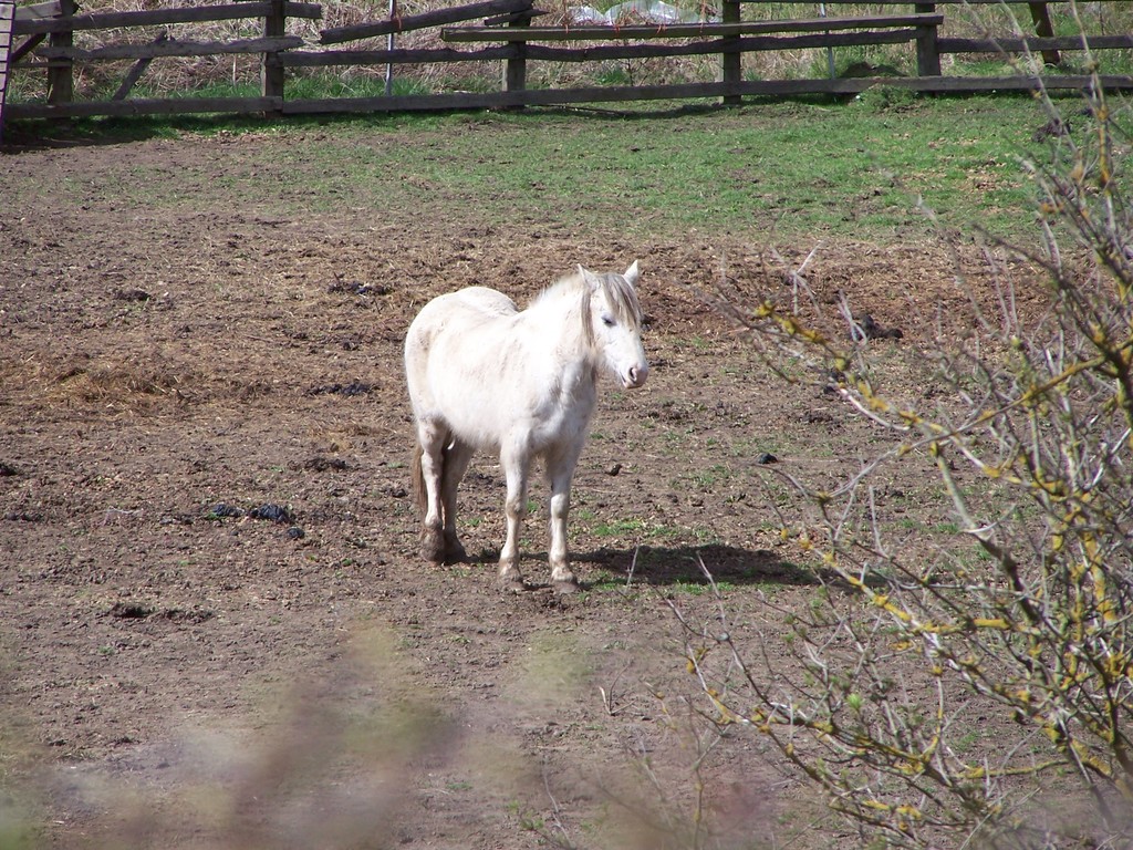 Animal-dataset Object Detection Dataset by S F