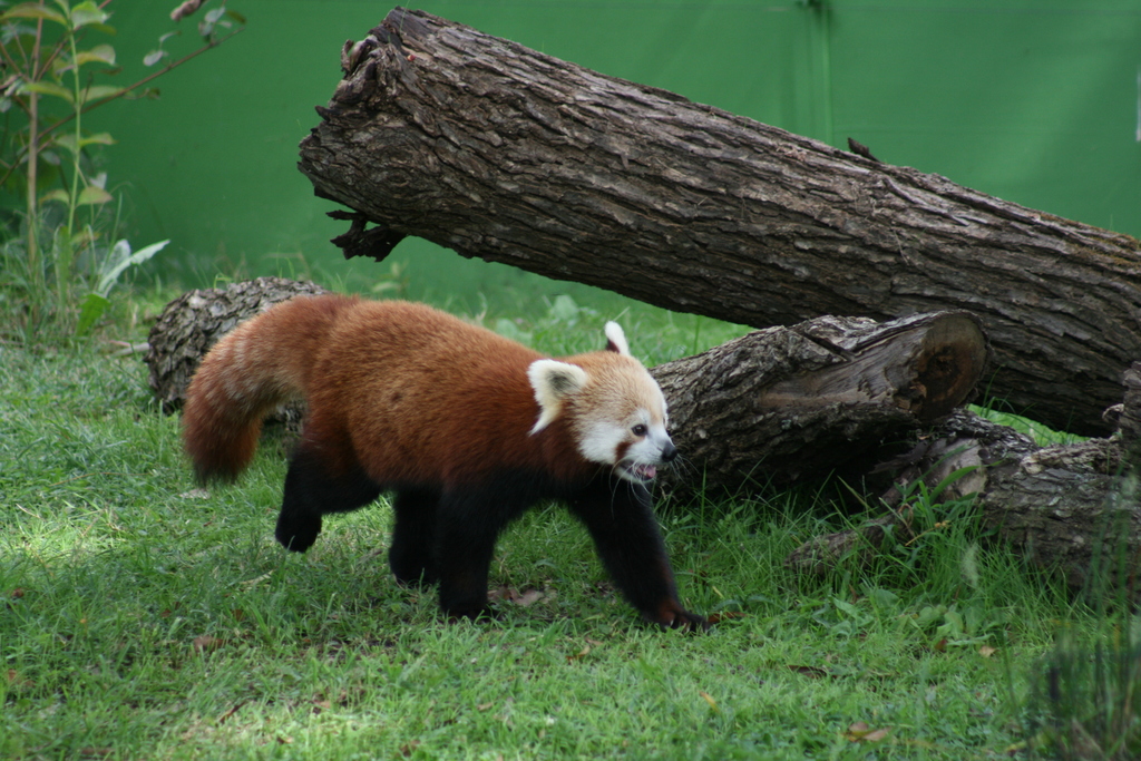 Animals dataset new Object Detection Dataset by S F