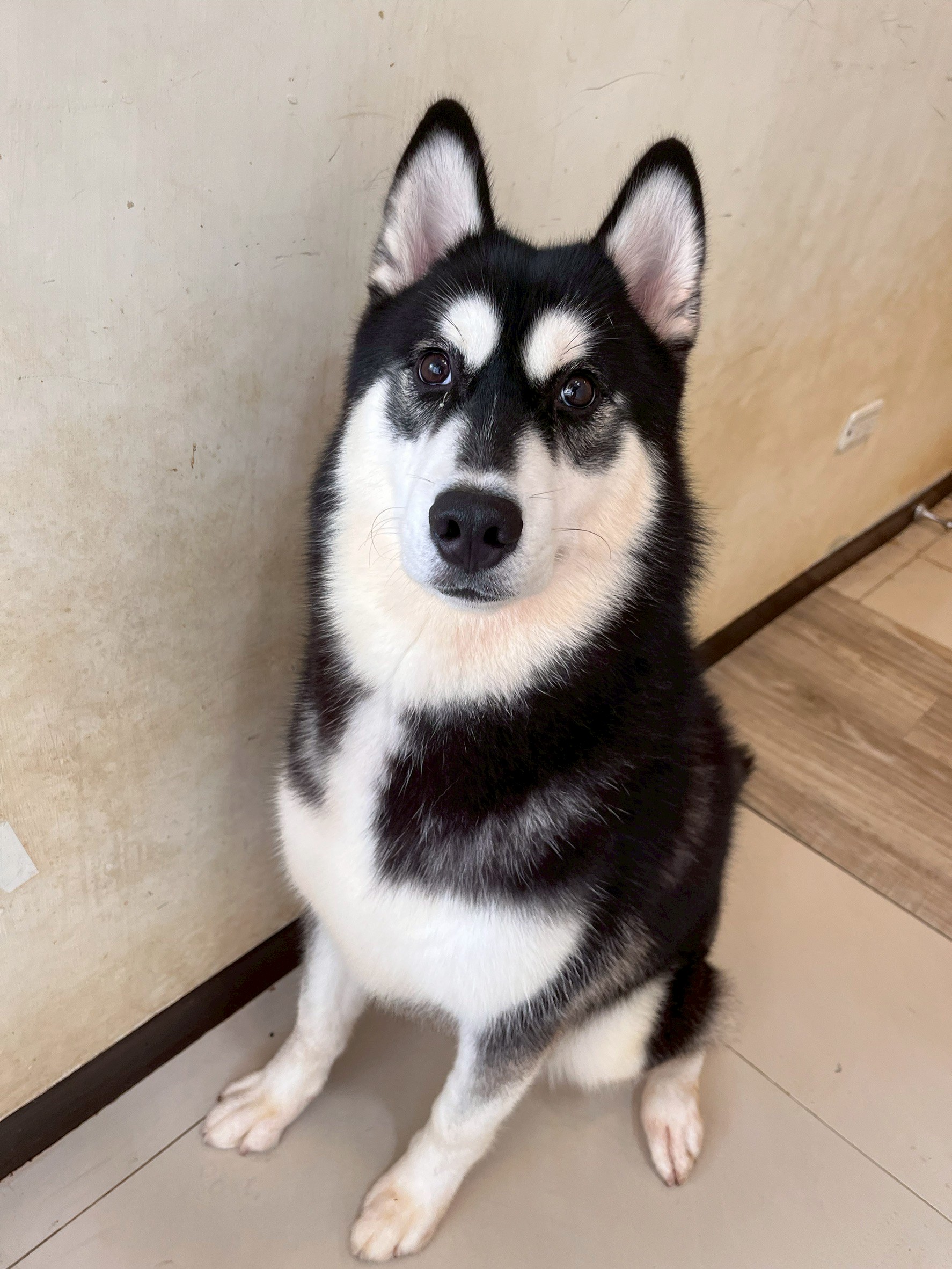 dog-breed-detection Classification Dataset by rawimages