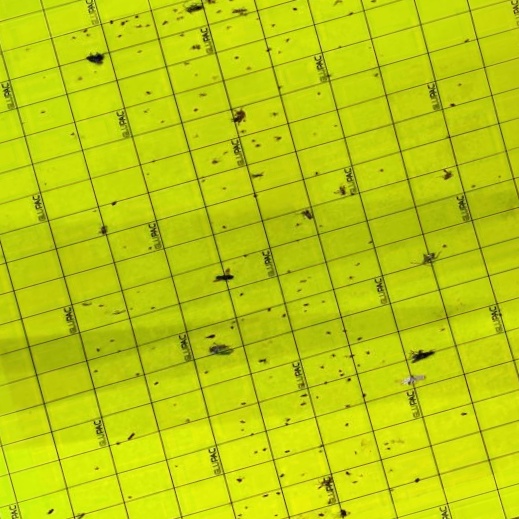 Insectcount Object Detection Model By Insect