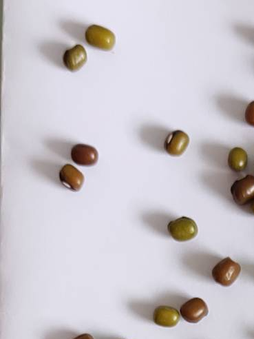 Mung bean classification Instance Segmentation Model by project-flqzm